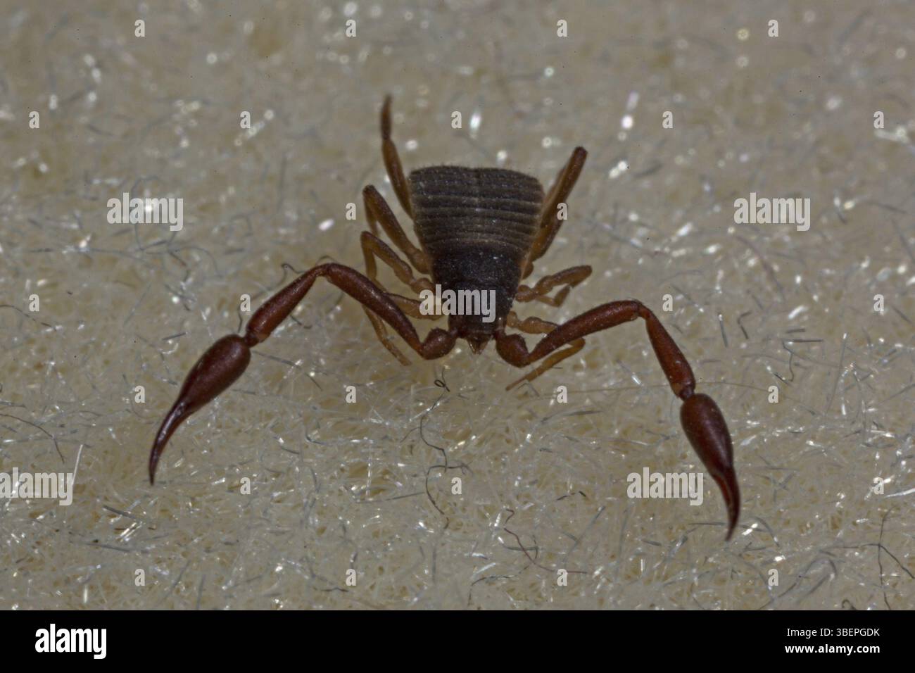 Book scorpion (Chelifer cancroides Stock Photo - Alamy