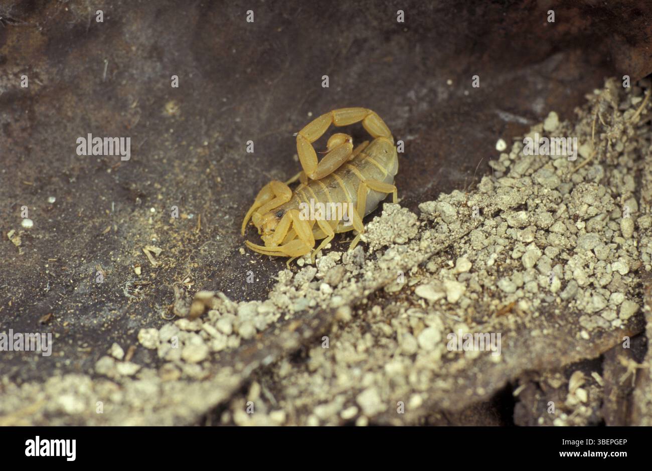 Texas scorpion (Centrurus sp Stock Photo - Alamy