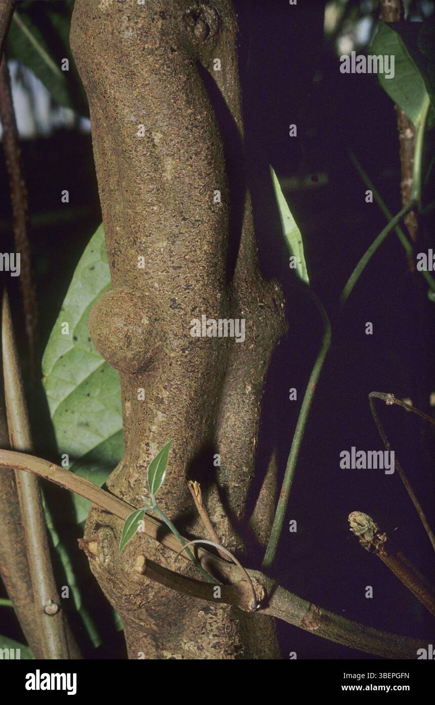 Ayahuasca (Banisteriopsis caapi Stock Photo - Alamy
