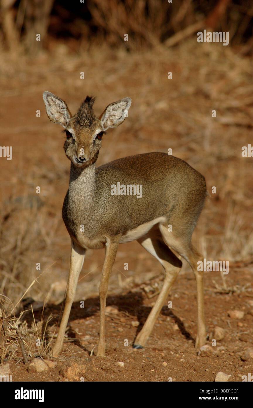 Kirkdikdik (Madoqua kirkii Stock Photo - Alamy