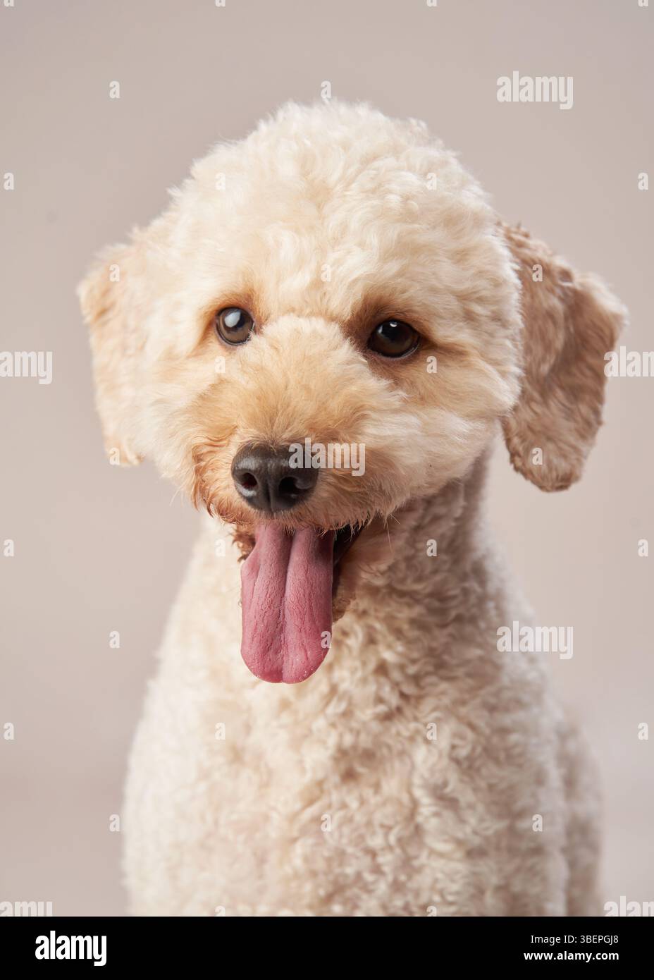 A cream poodle with a curly coat sits with its tongue slightly sticking ...