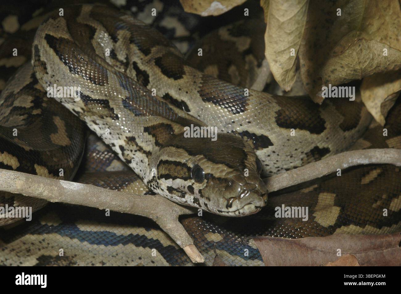 Southern Rock Python (Python natalensis Stock Photo - Alamy
