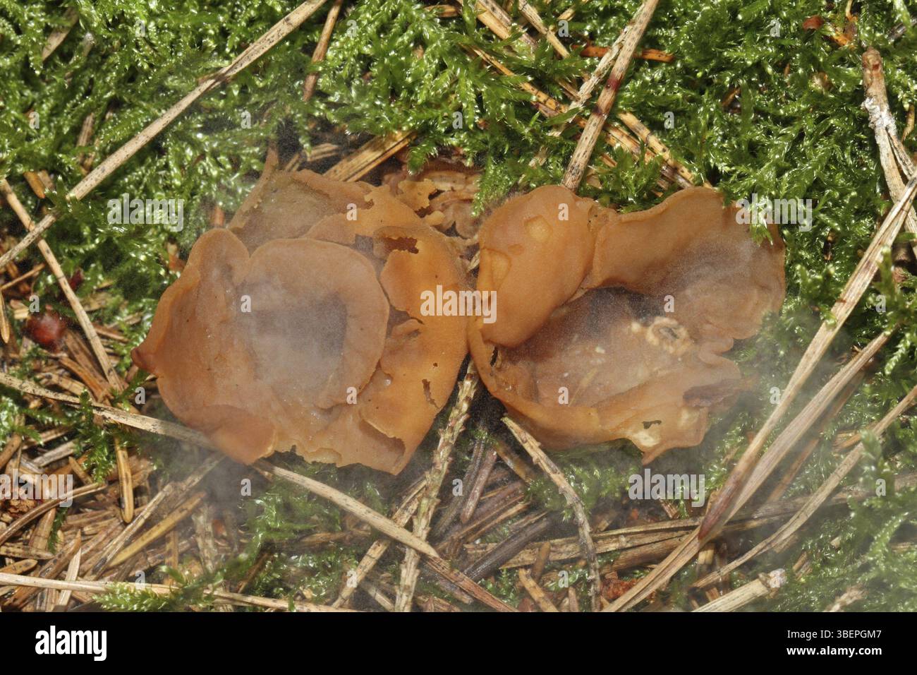 Coniferous wood earling (Otidea abietina Stock Photo - Alamy