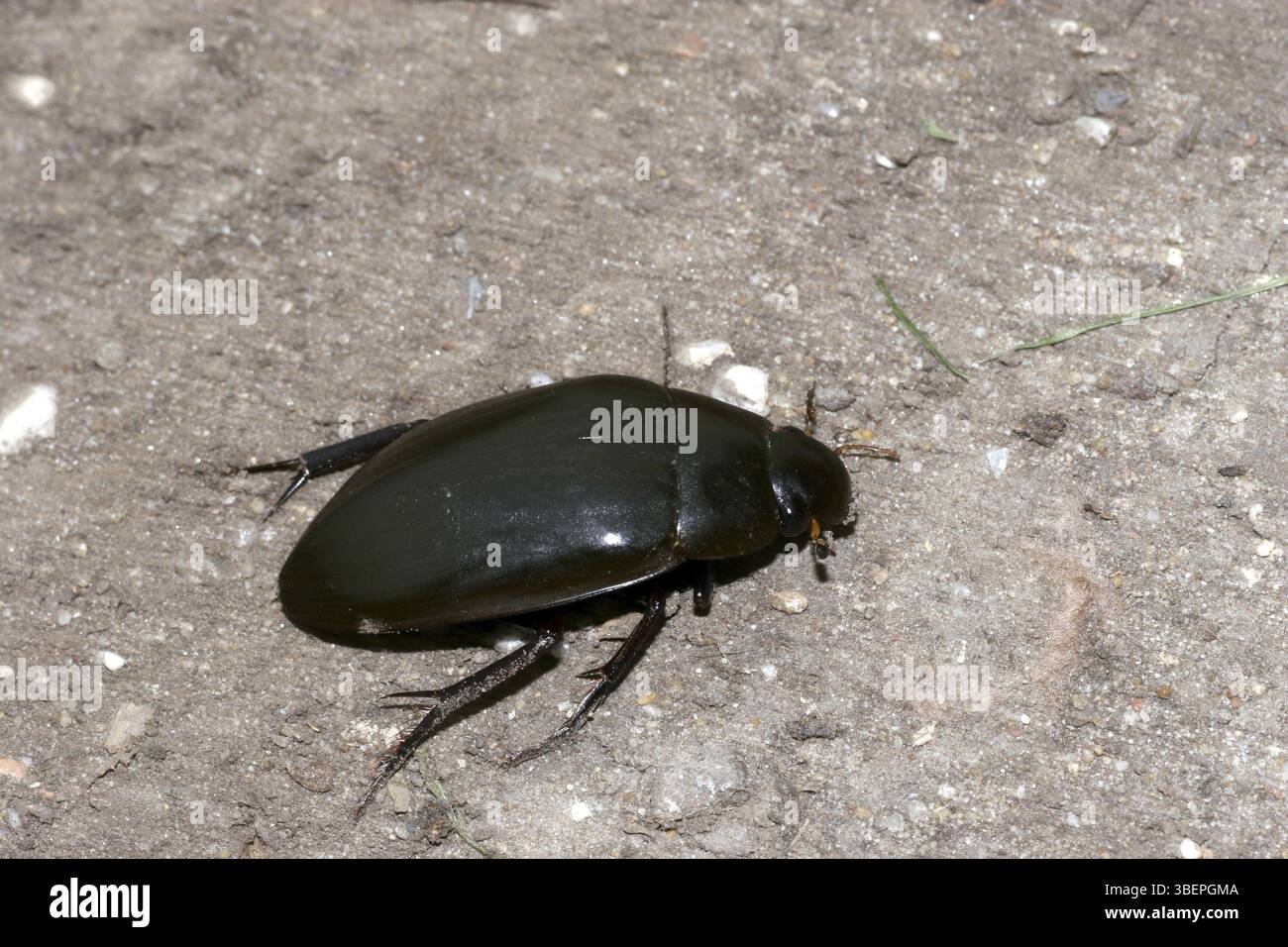 Of water beetle hi-res stock photography and images - Alamy