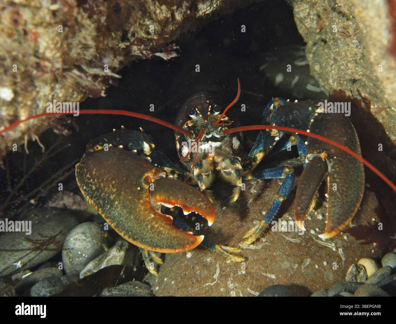 Homarus gammarus (Homarus gammarus Stock Photo - Alamy