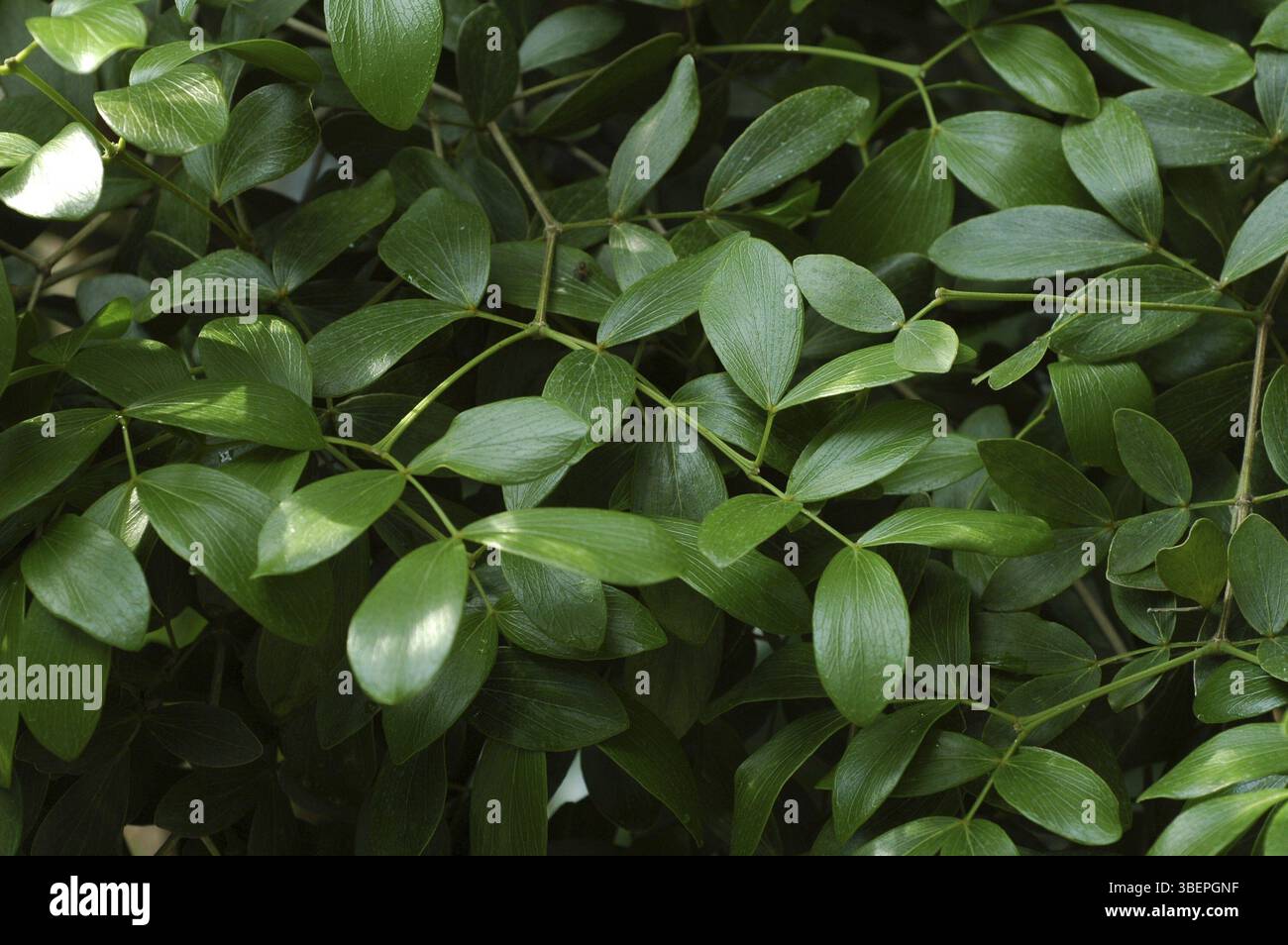 Guaiacum officinale (Guaiacum officinale Stock Photo - Alamy