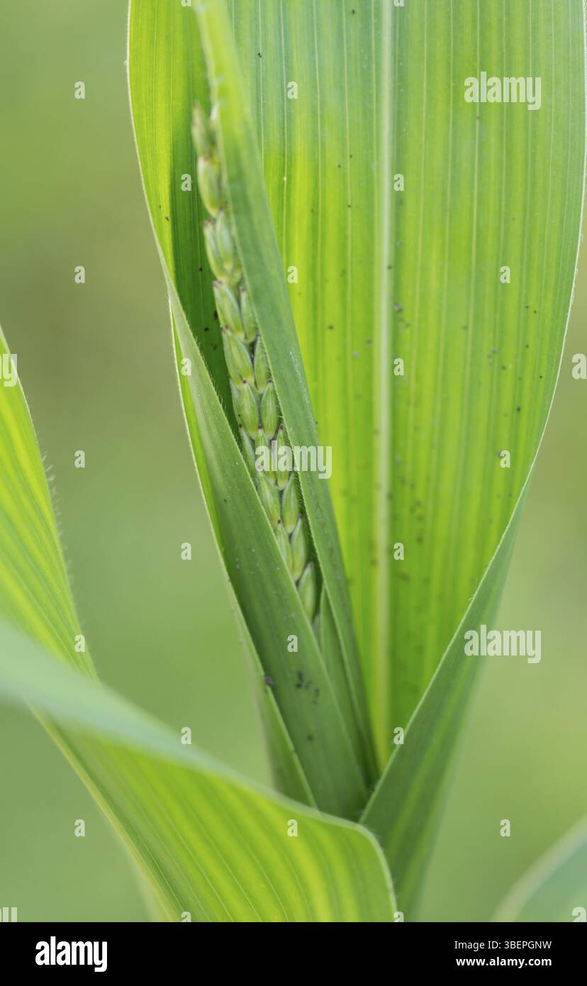 Maize leaves (Zea mays Stock Photo - Alamy