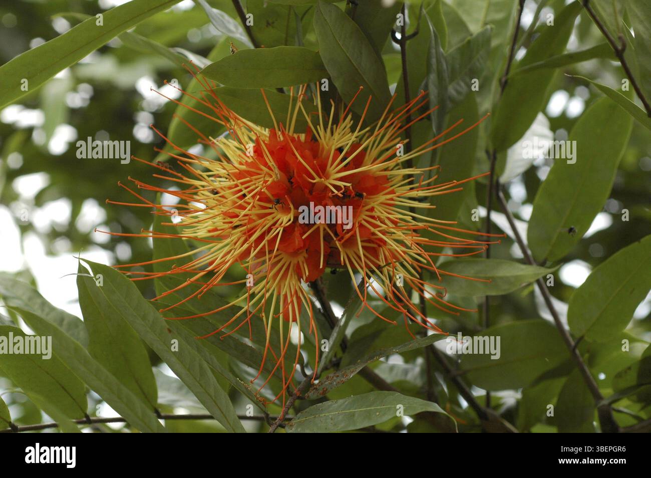 Hermesias hi-res stock photography and images - Alamy