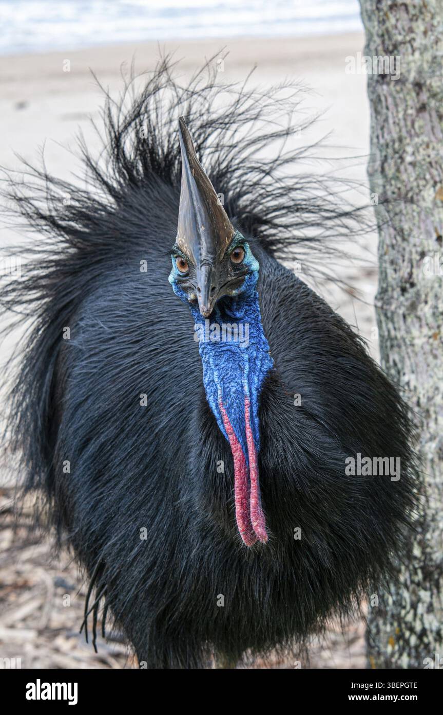 Helmeted Cassowary (Casuarius casuarius Stock Photo - Alamy
