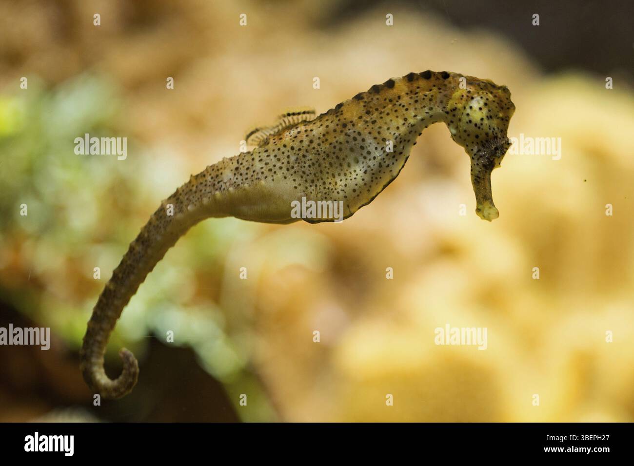 Long-snouted seahorse (Hippocampus guttulatus Stock Photo - Alamy