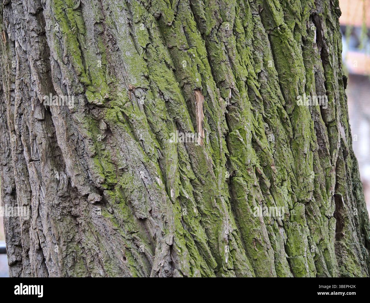 Willow tree bark hi-res stock photography and images - Alamy