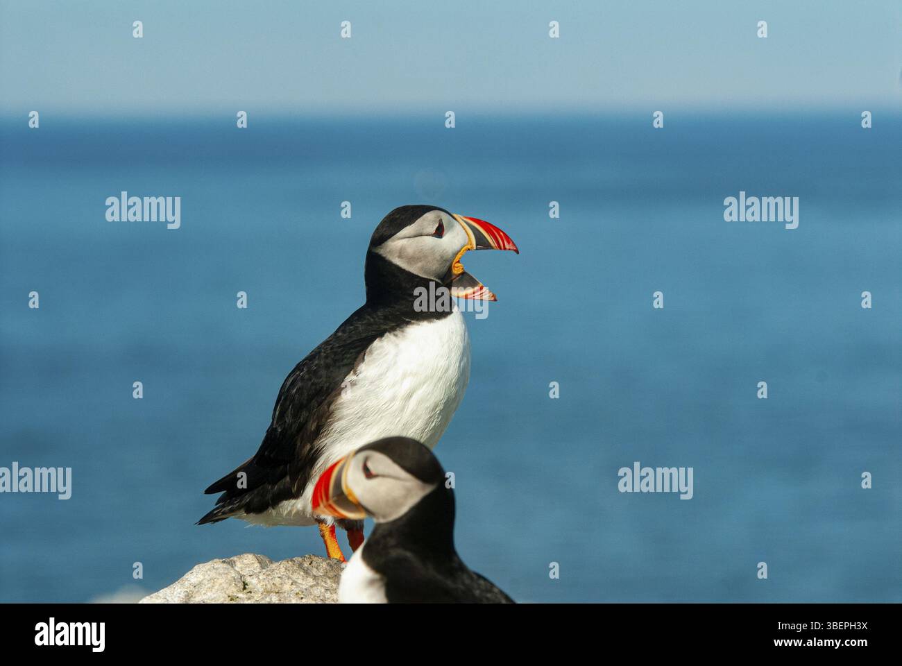 Atlantic puffin winter plumage hi-res stock photography and images - Alamy