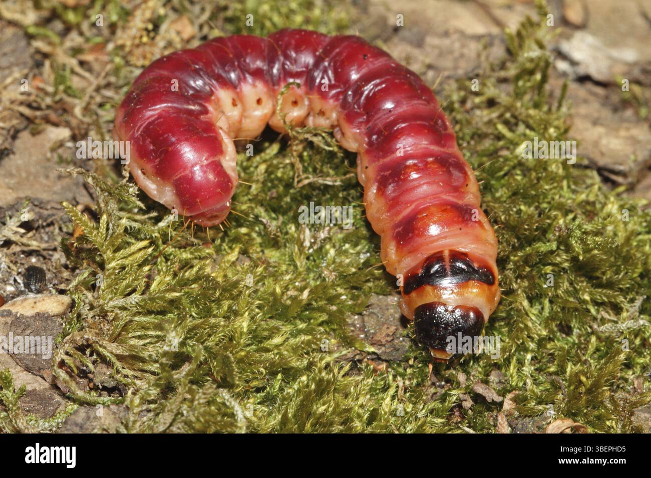 Willow borer (Cossus cossus Stock Photo - Alamy