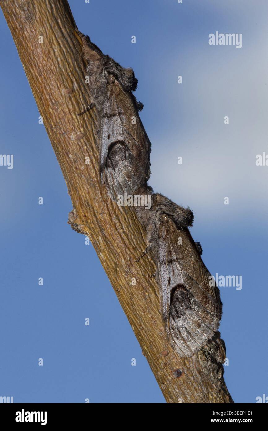 Zigzag tooth moth (Notodontia ziczac Stock Photo - Alamy
