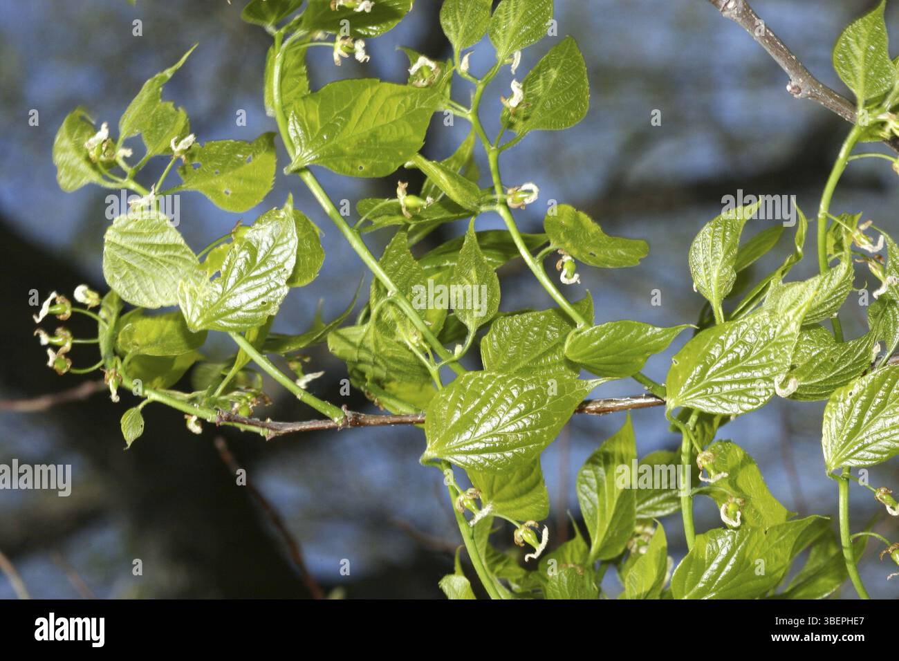 Southern hackberry (Celtis australis Stock Photo - Alamy