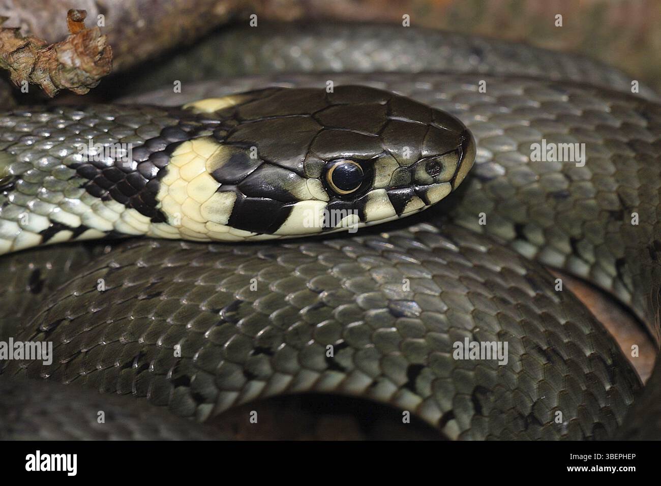 Grass snake, male, moon spot, pupil (Natrix natrix Stock Photo - Alamy