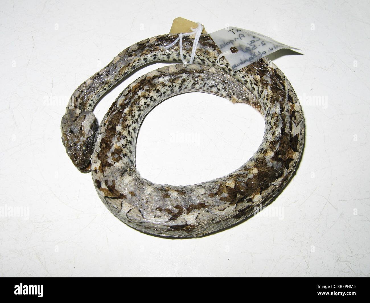 Angola dwarf otter (Bitis heraldica Stock Photo - Alamy