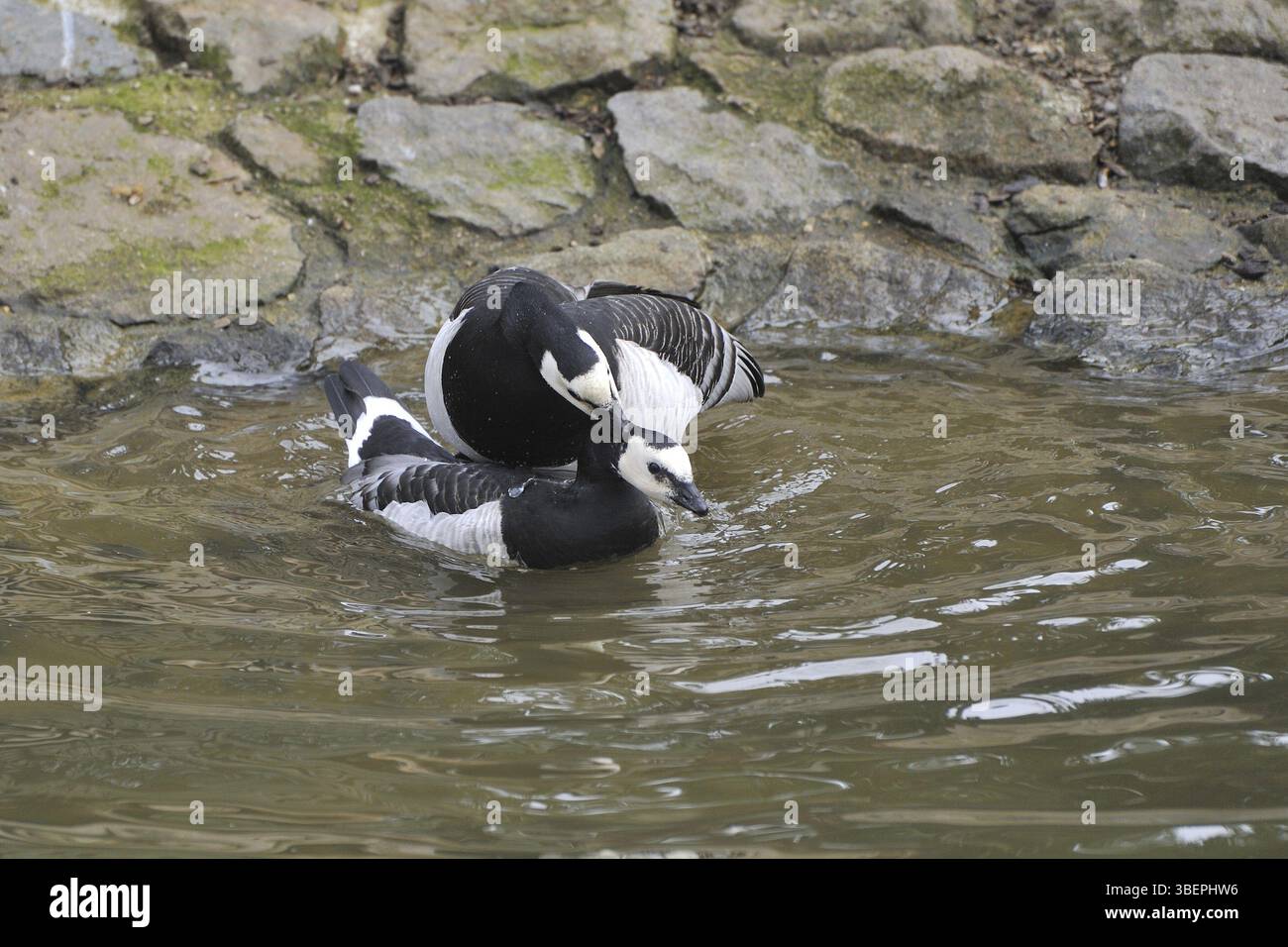 Goose barnacle reproduction hi-res stock photography and images - Alamy