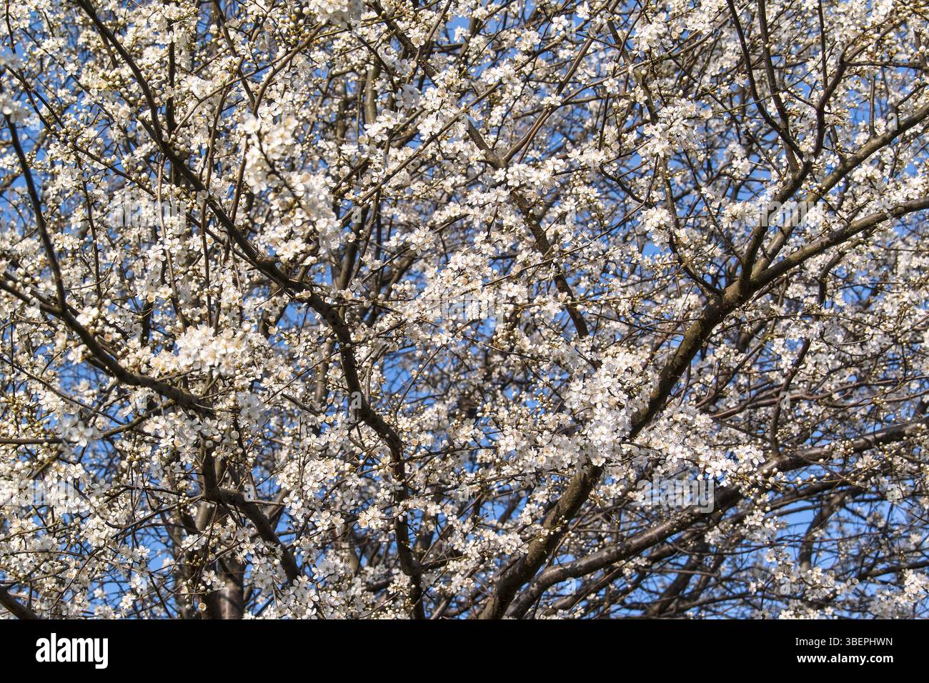 Prunus PFLAUME (prunus Stock Photo - Alamy