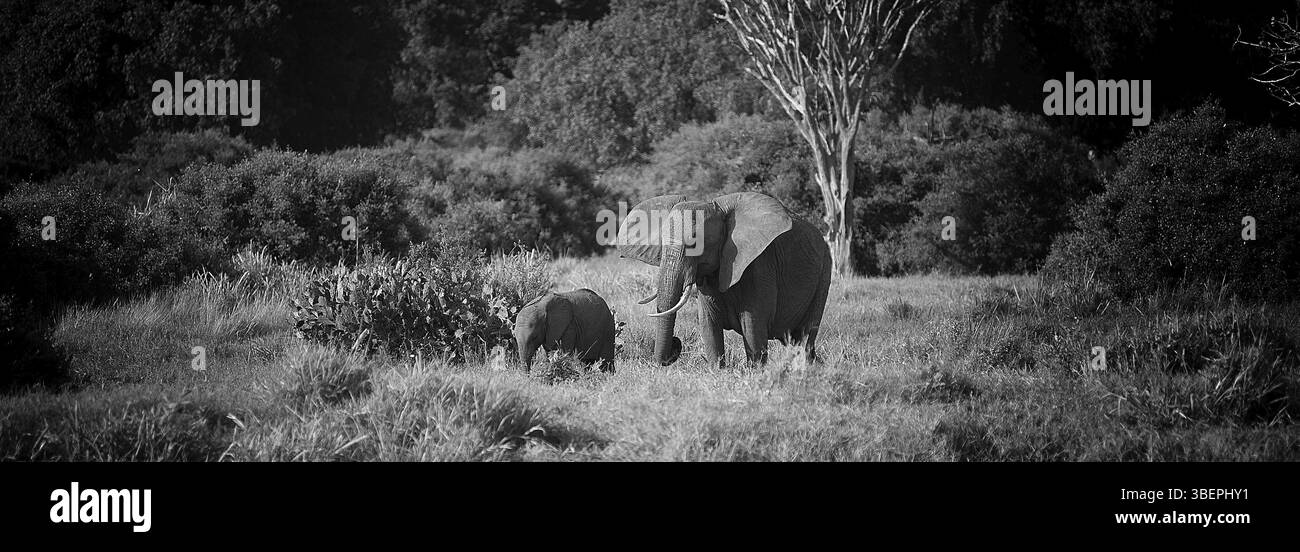 African herd animal Black and White Stock Photos & Images - Alamy