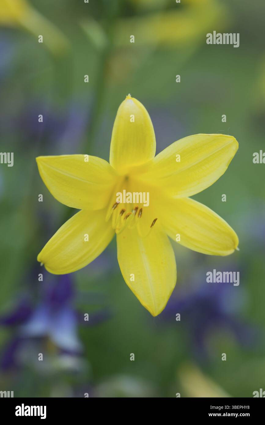 Yellow lily (Lilium Stock Photo - Alamy