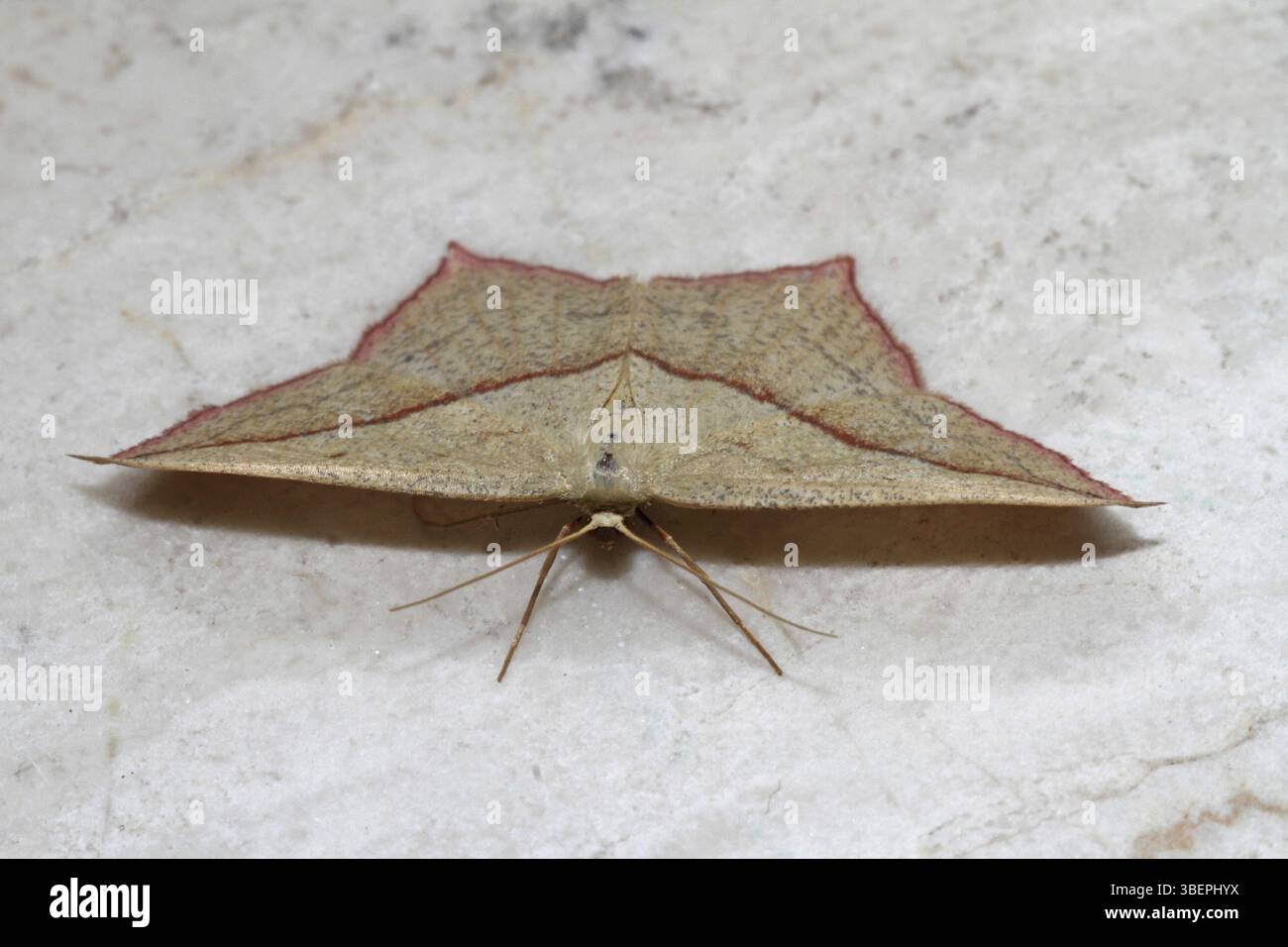 Dock moth (Timandra comae Stock Photo - Alamy