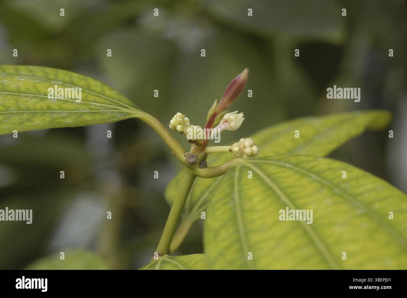Ceylon cinnamon tree (Cinnamomum zeylanicum Stock Photo - Alamy