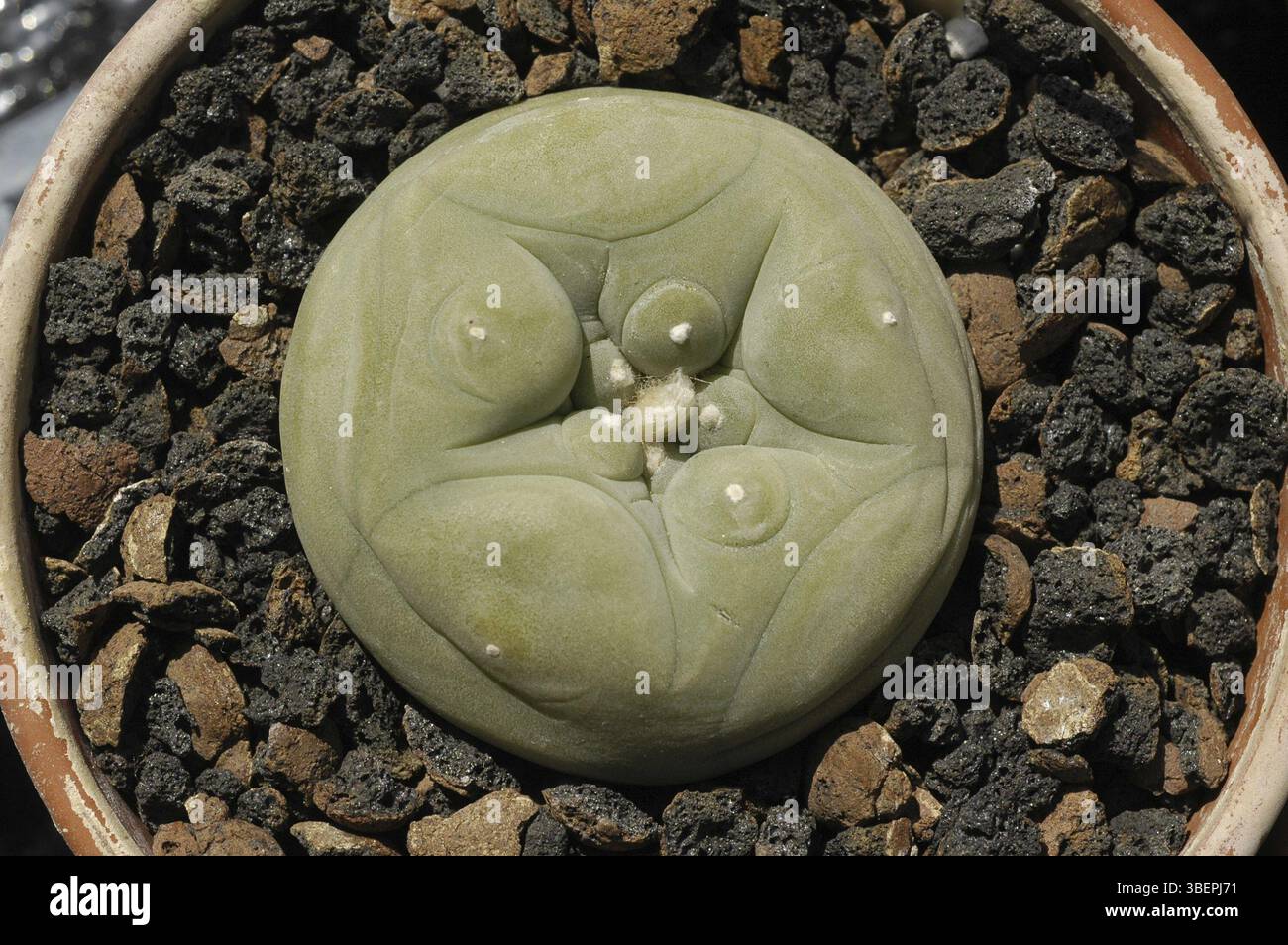 Peyote cactus (Lophophora diffusa Stock Photo - Alamy