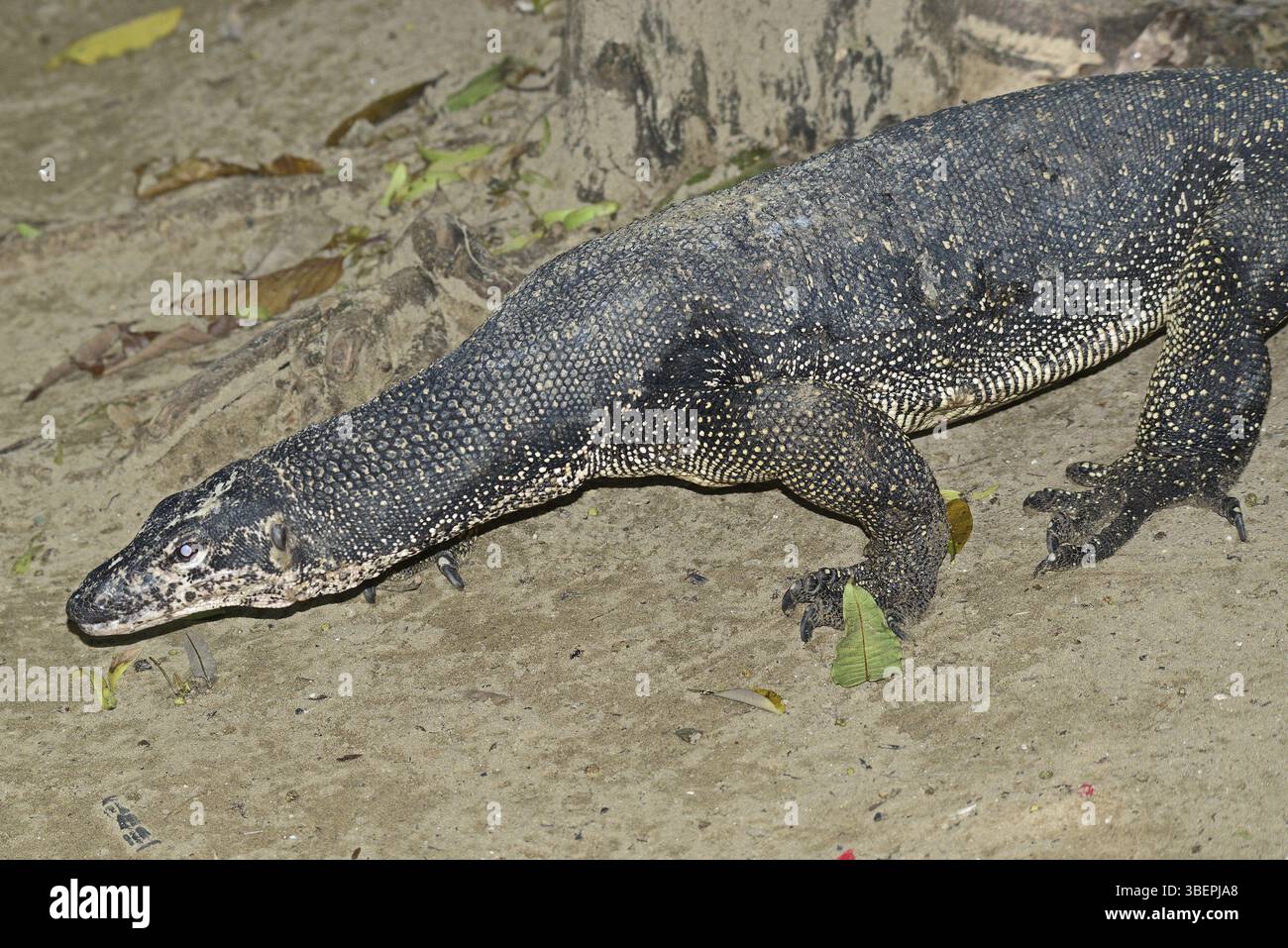 Palawan monitor lizard (Varanus palawanensis Stock Photo - Alamy