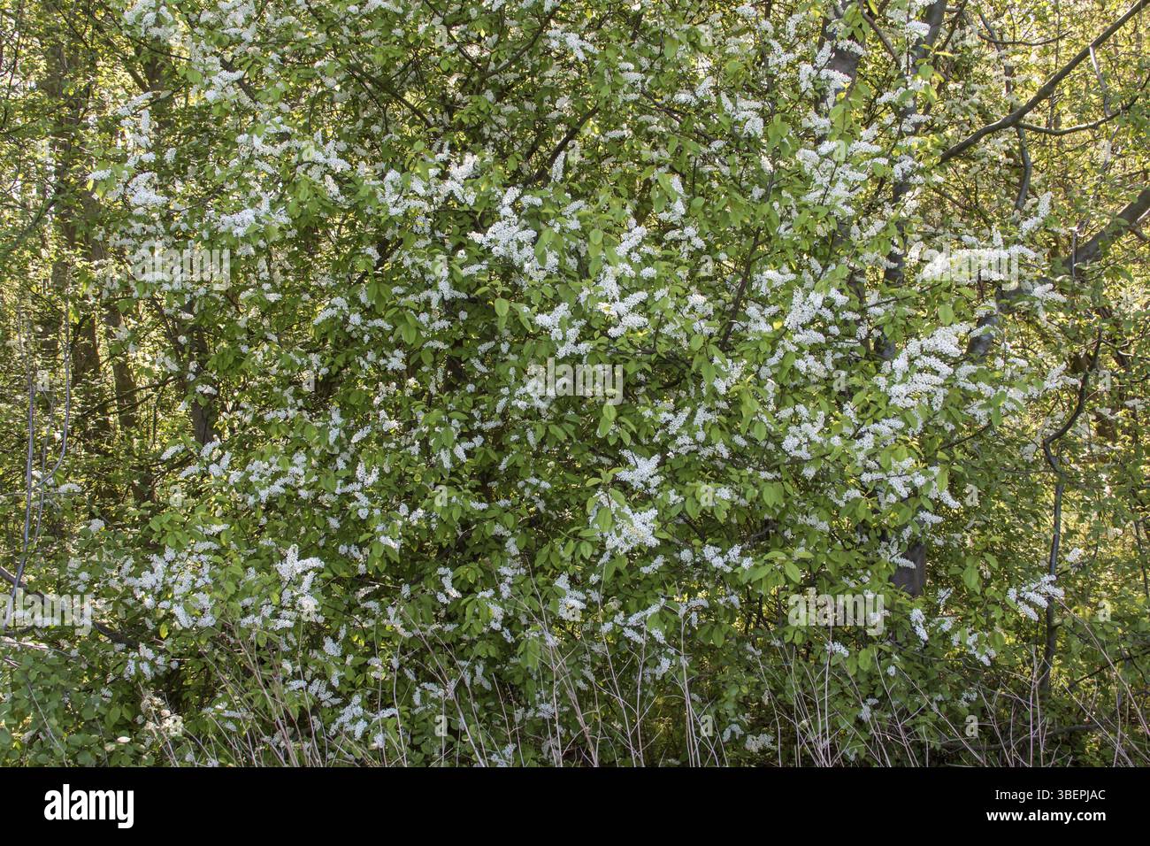 European Bird Cherry (Prunus padus Stock Photo - Alamy