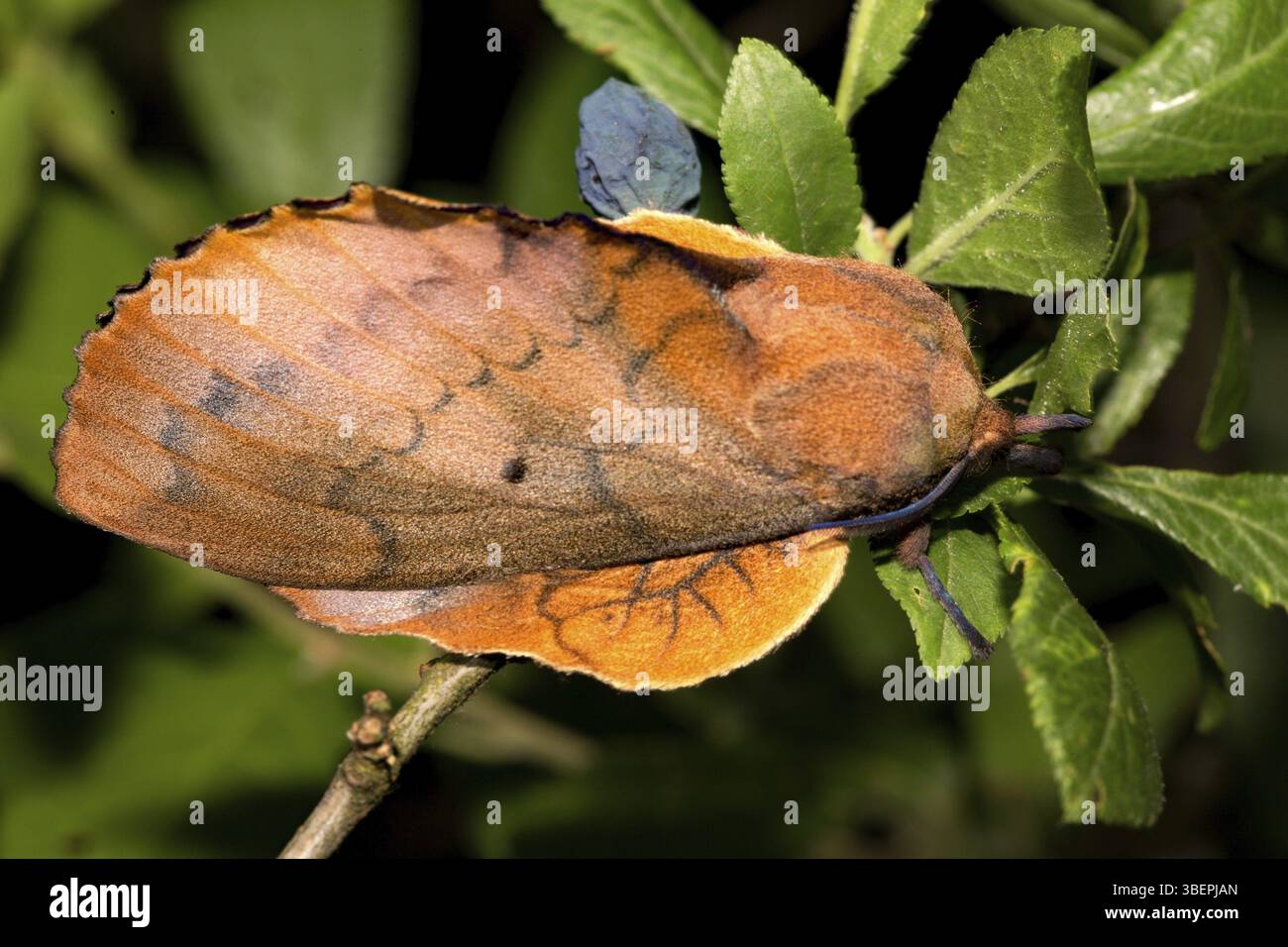Copper glow (Gastropacha quercifolia Stock Photo - Alamy