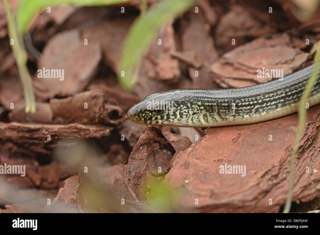 Eastern glass lizard (Ophisaurus ventralis Stock Photo - Alamy