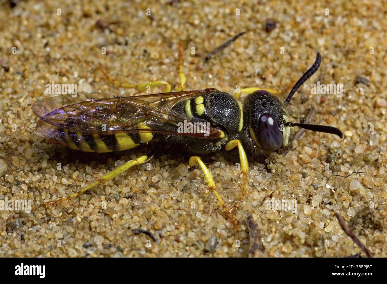 Beewolf (Philanthus triangulum Stock Photo - Alamy