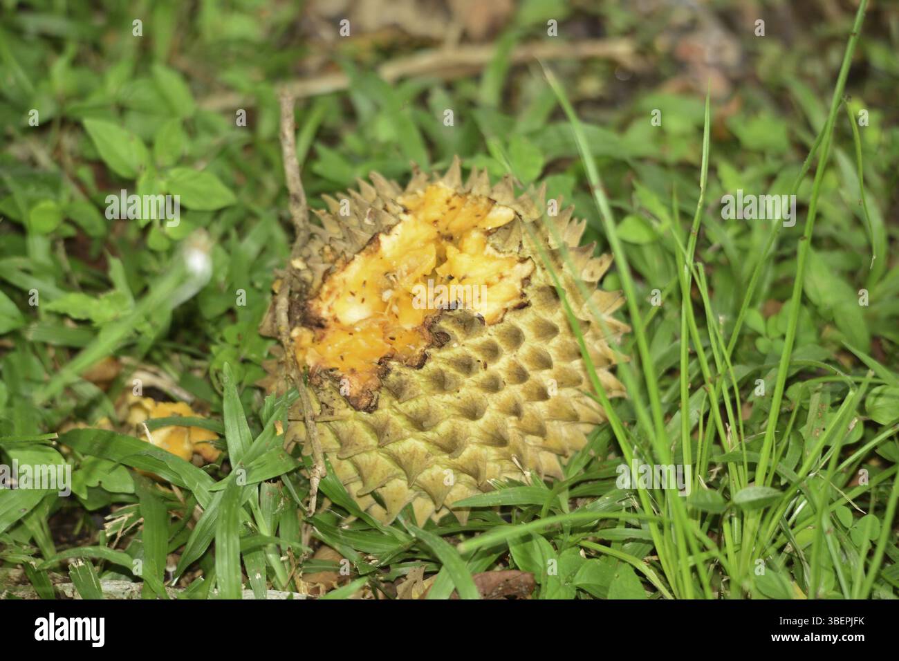 Durian tree hi-res stock photography and images - Alamy