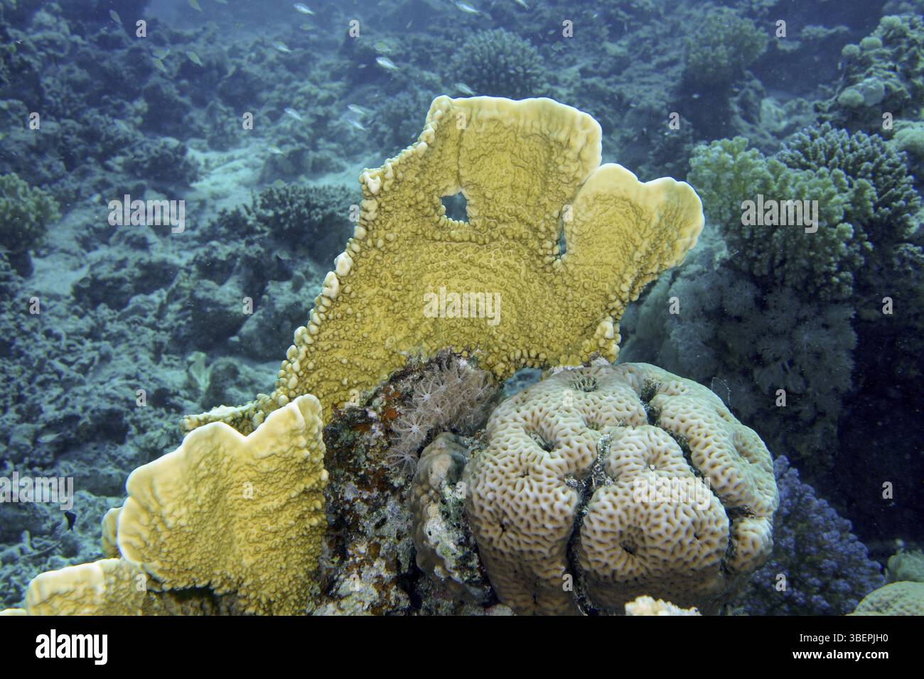 Plate fire coral hi-res stock photography and images - Alamy