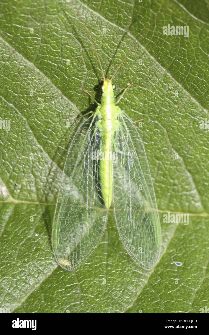 Common green lacewing (Chrysoperla carnea Stock Photo - Alamy