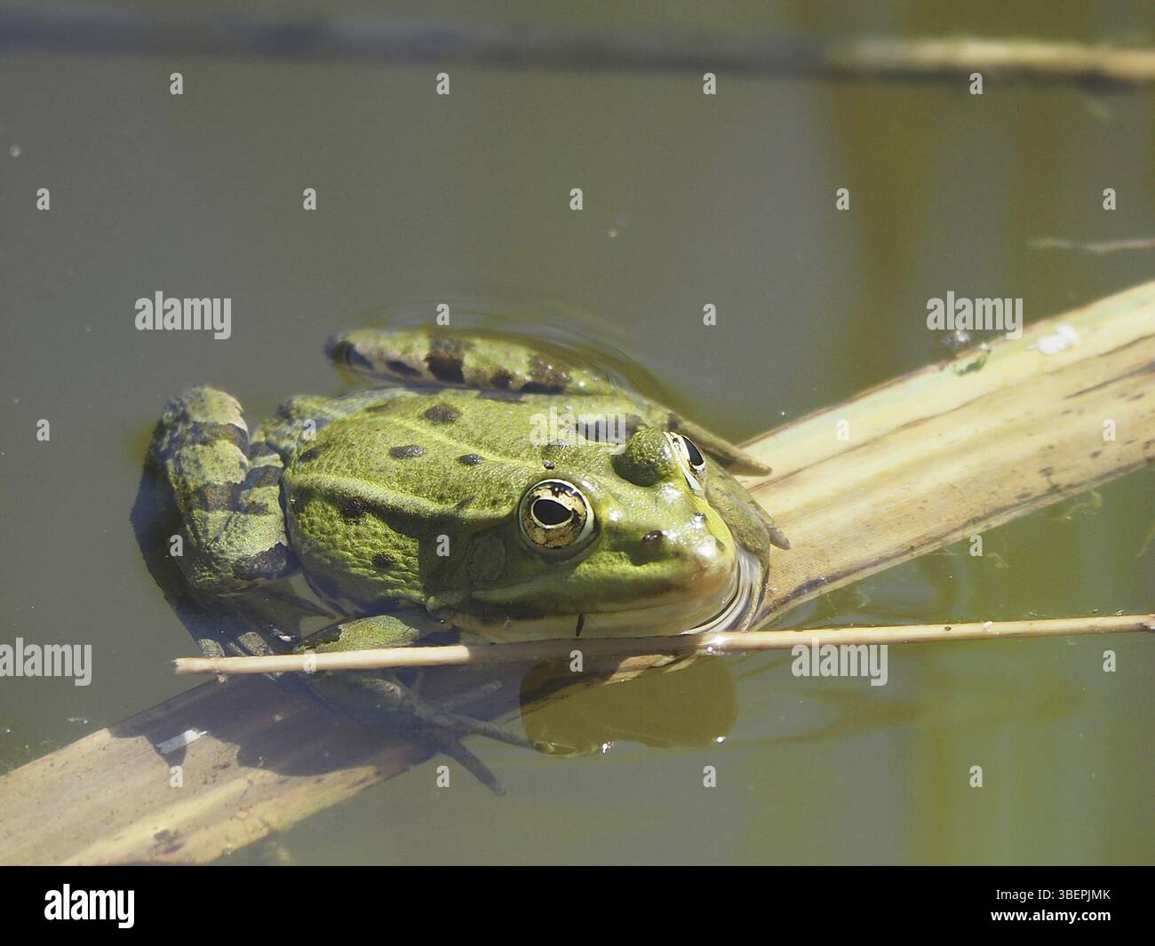 Pool frog (Pelophylax lessonae Rana lessonae Stock Photo - Alamy