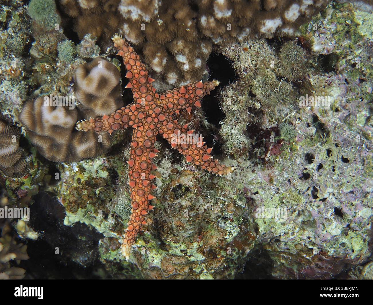 Spiny starfish (Fromia nodosa Stock Photo - Alamy