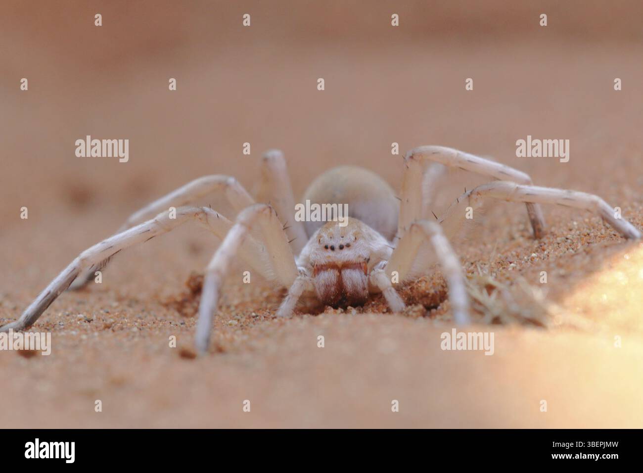 Giant crab spider (Leucorchestris arenicola Stock Photo - Alamy