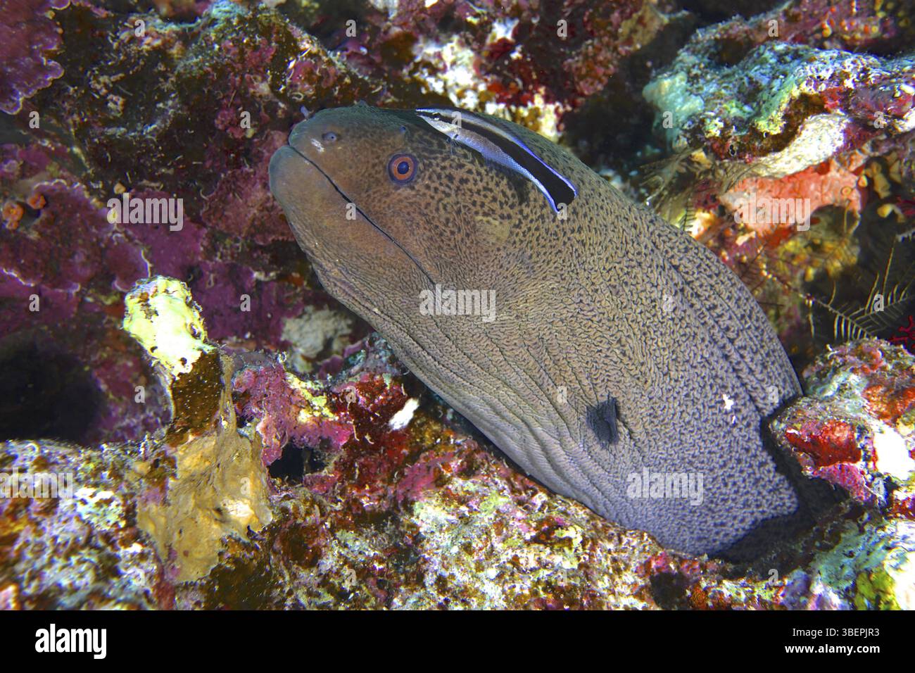 Giant moray eel (Gymnothorax javanicus Stock Photo - Alamy