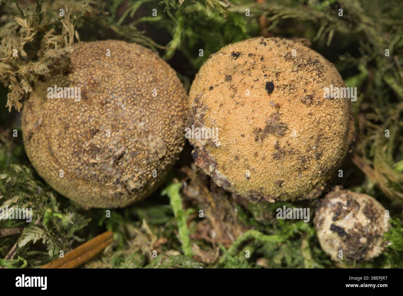 Green cup fungus hi-res stock photography and images - Alamy