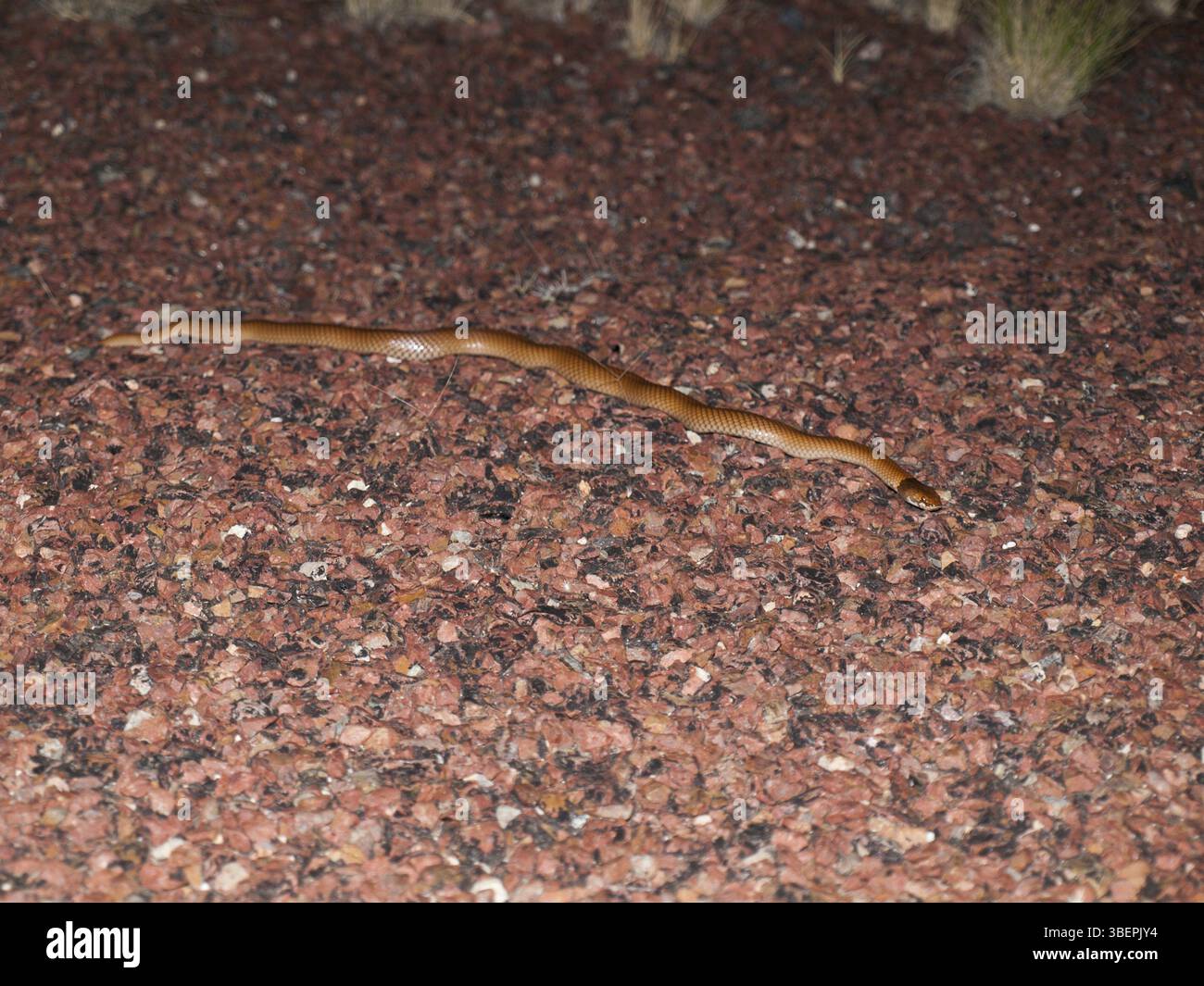 Suta suta hi-res stock photography and images - Alamy