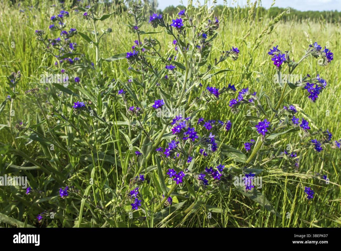 Purple Gromwell (Lithospermum purpurocaeruleum Stock Photo - Alamy