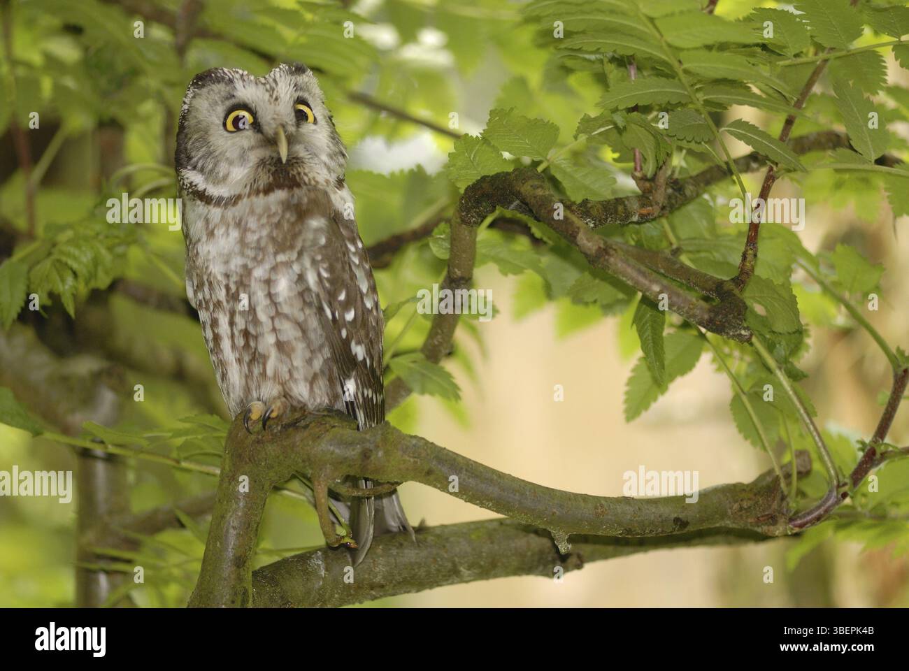 Great horned owl (Aegolius funereus Stock Photo - Alamy