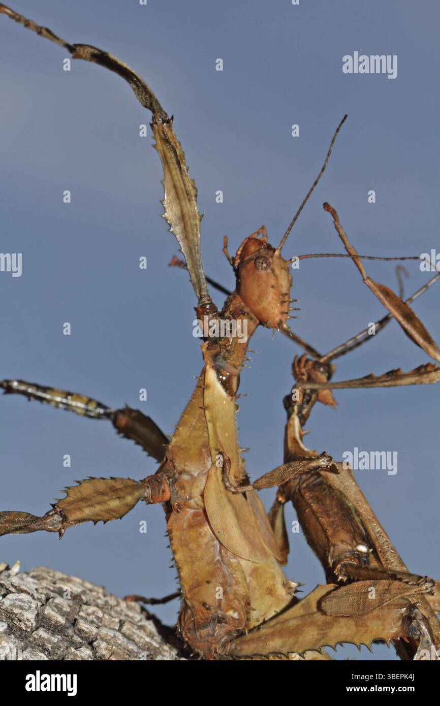 Australian Giant Grasshopper (Extatosoma tiaratum Stock Photo - Alamy