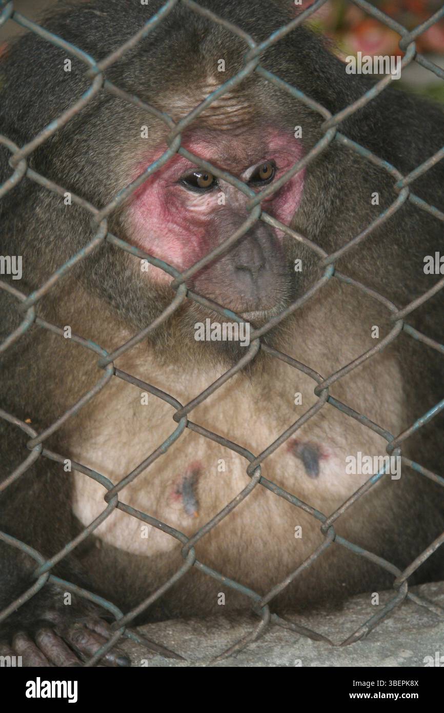 Baboon behind bars (Papio sp Stock Photo - Alamy