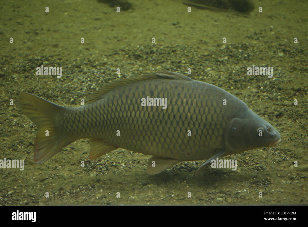 Carp (Cyprinus carpio Stock Photo - Alamy
