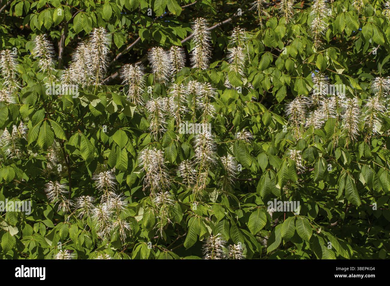 Horse chestnut shrub (Aesculus parviflora Stock Photo - Alamy