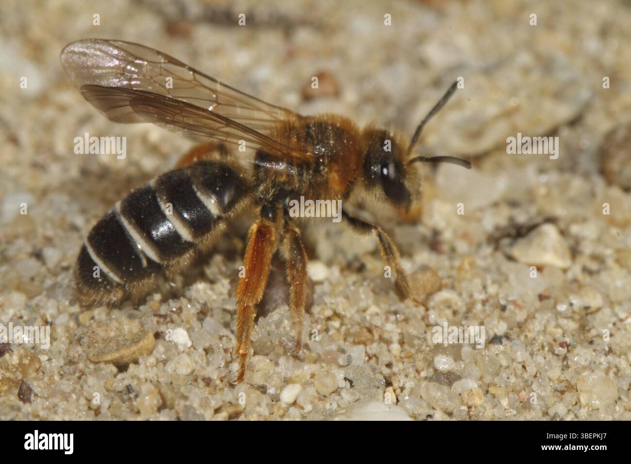 Furrow bee (Halictus rubicundus Stock Photo - Alamy