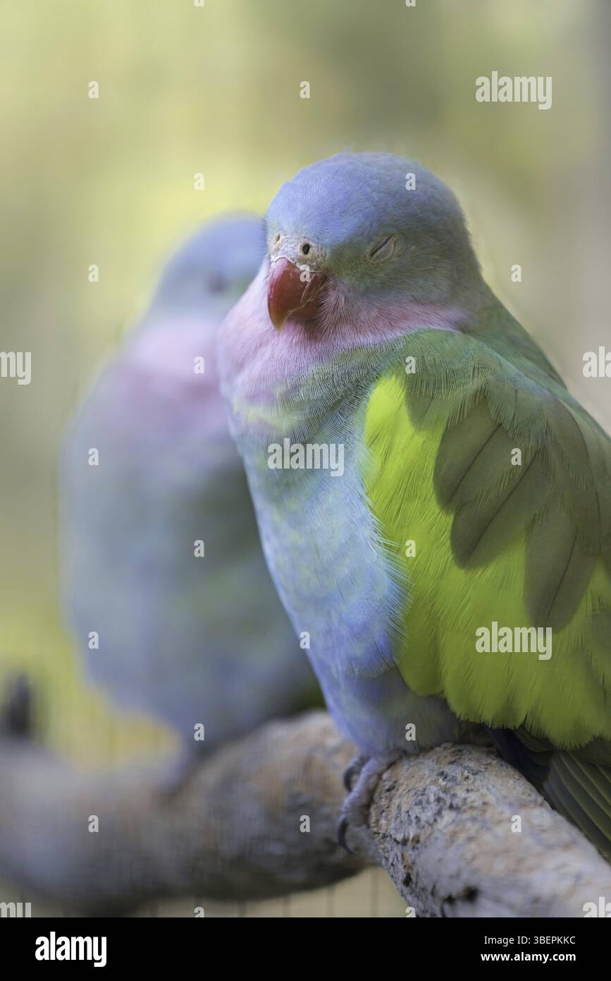 Alexandra parakeet hi-res stock photography and images - Alamy